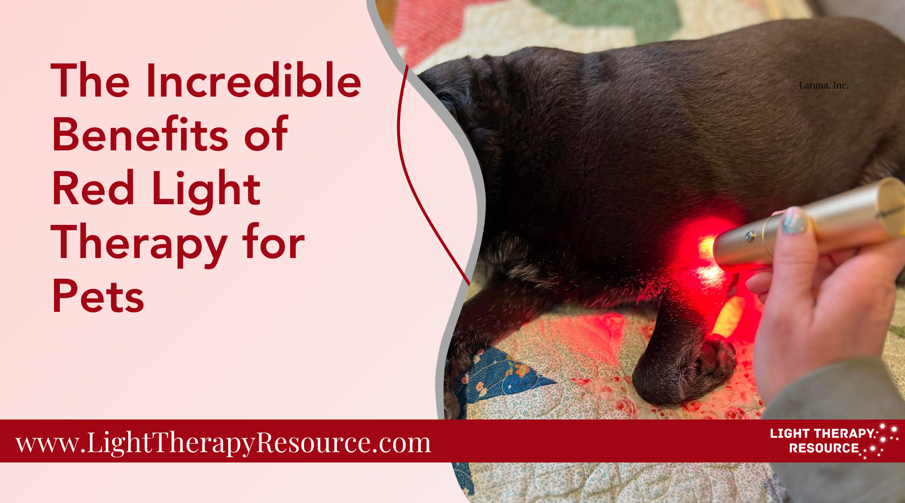 The Incredible Benefits of Red Light Therapy for Pets – Light Therapy ...